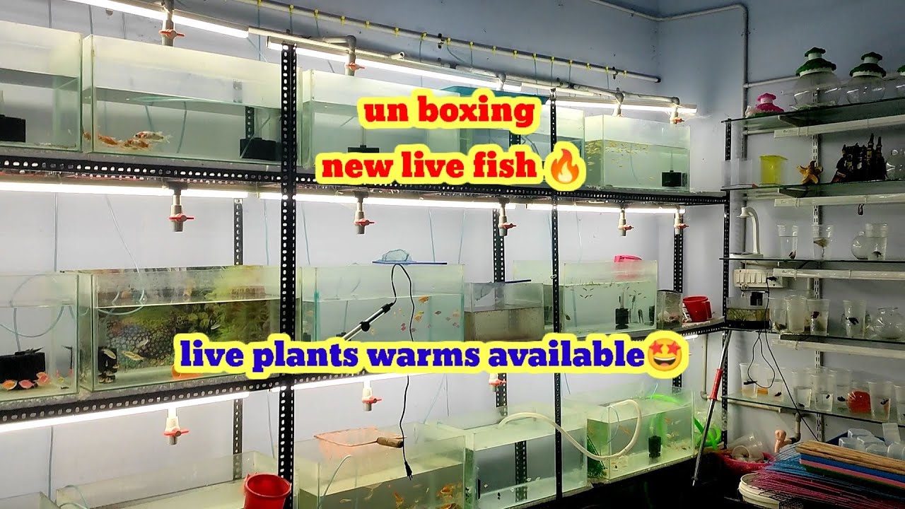 new live fishes un boxing &live blood warms and live plant's available🤩 ...