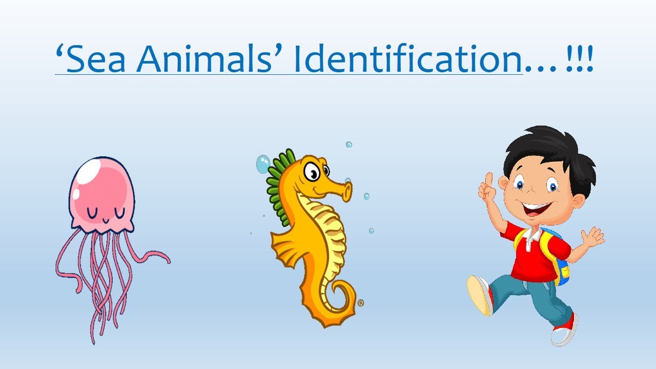 Sea animals and those information | Sea animals with picture | Info of ...