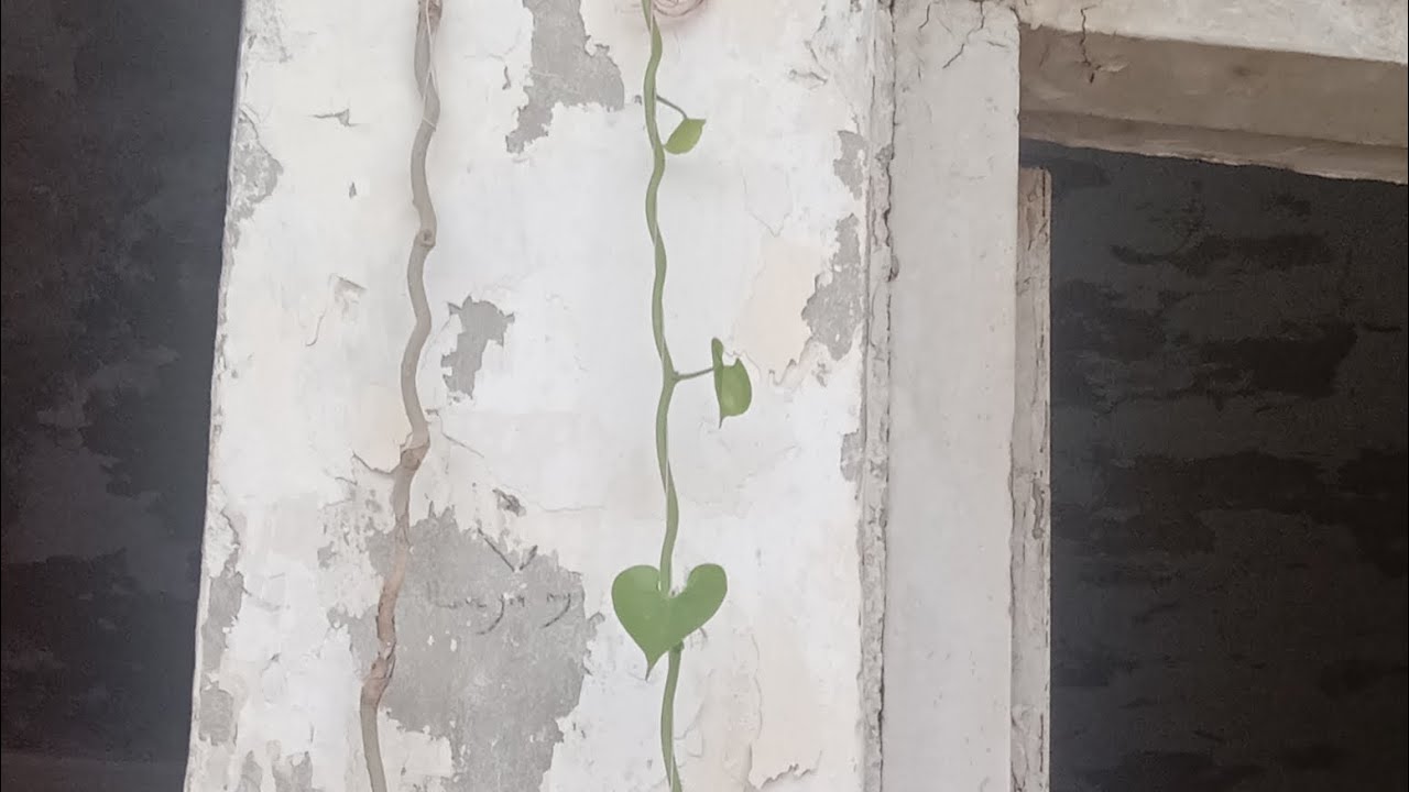 hamara. plant. groth. Kar rhahe - YouTube