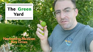 Harvesting Thornless Mexican Key Limes in Phoenix, AZ!