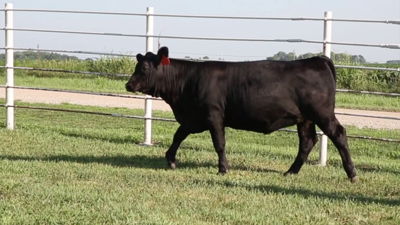 BF Black Simmental- Cowboy Cut - YouTube