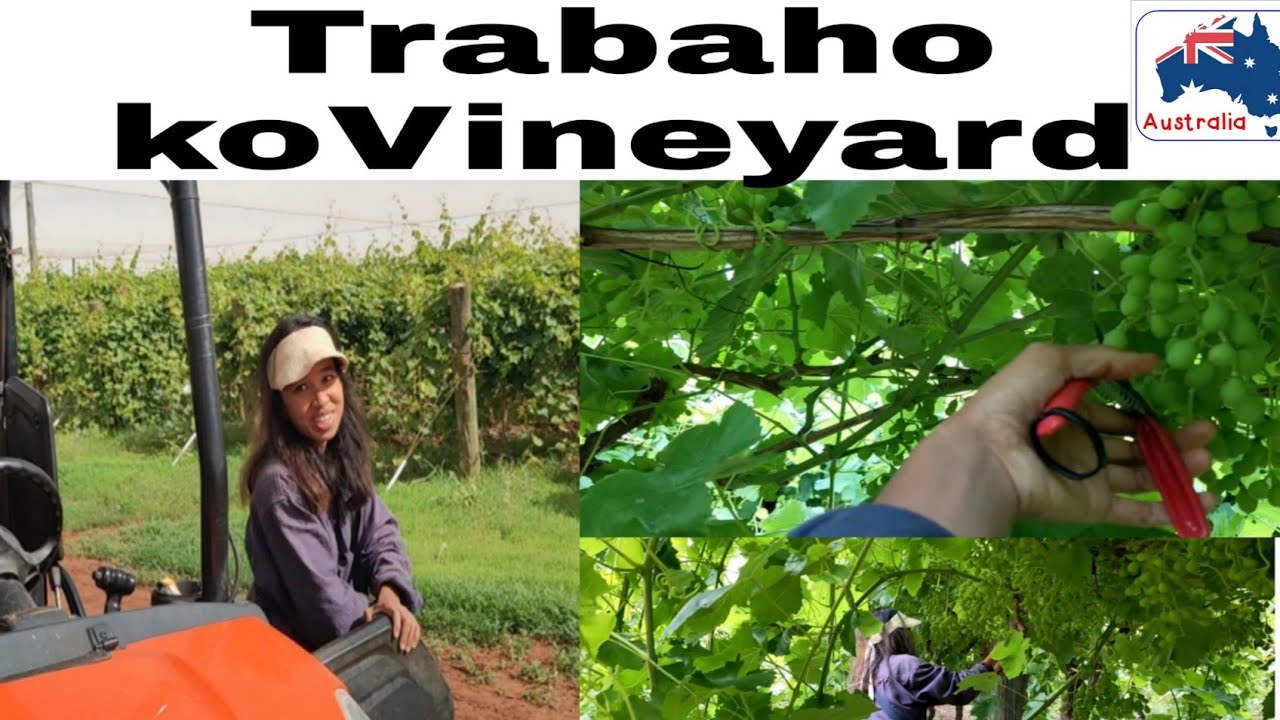 Vineyard Work - YouTube