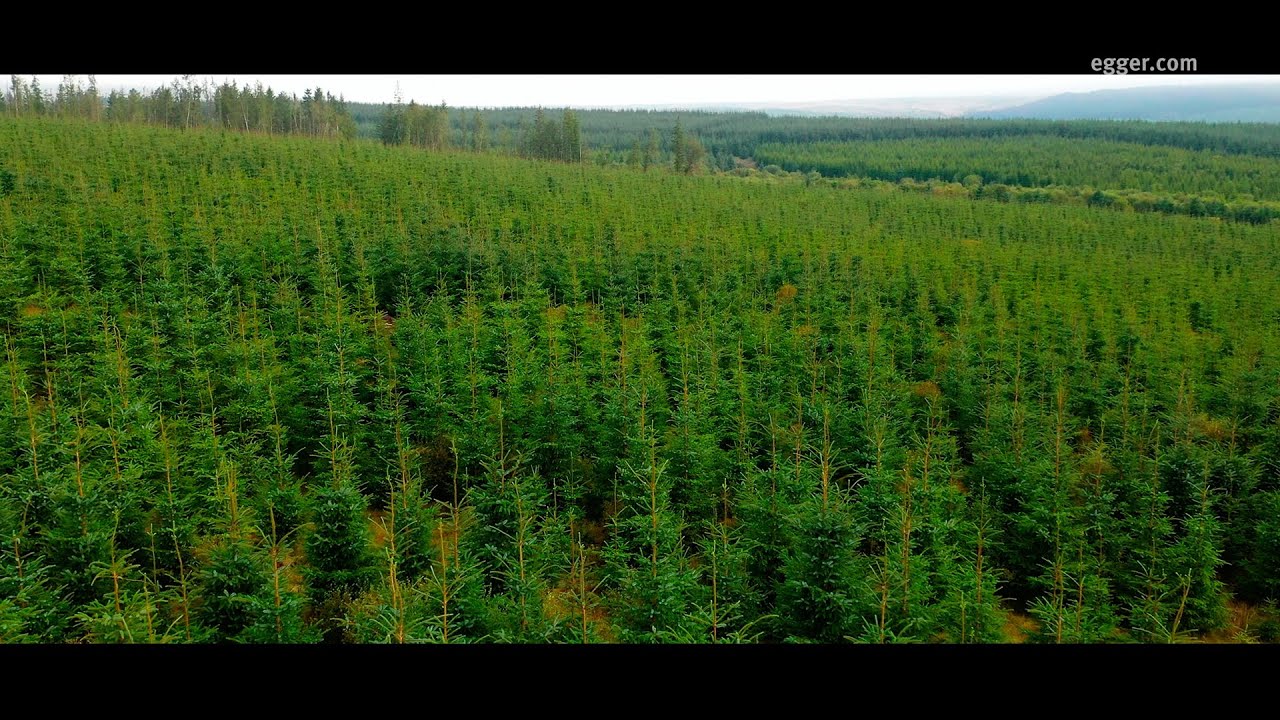 EGGER Forestry - Harvesting case study at Spadeadam Forest - YouTube