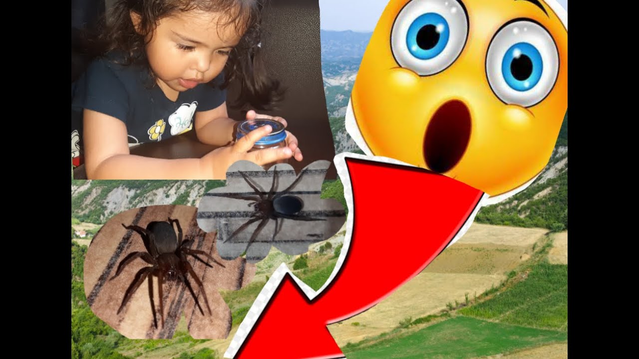 los bichos de yetzali (araña zorocrates) - YouTube