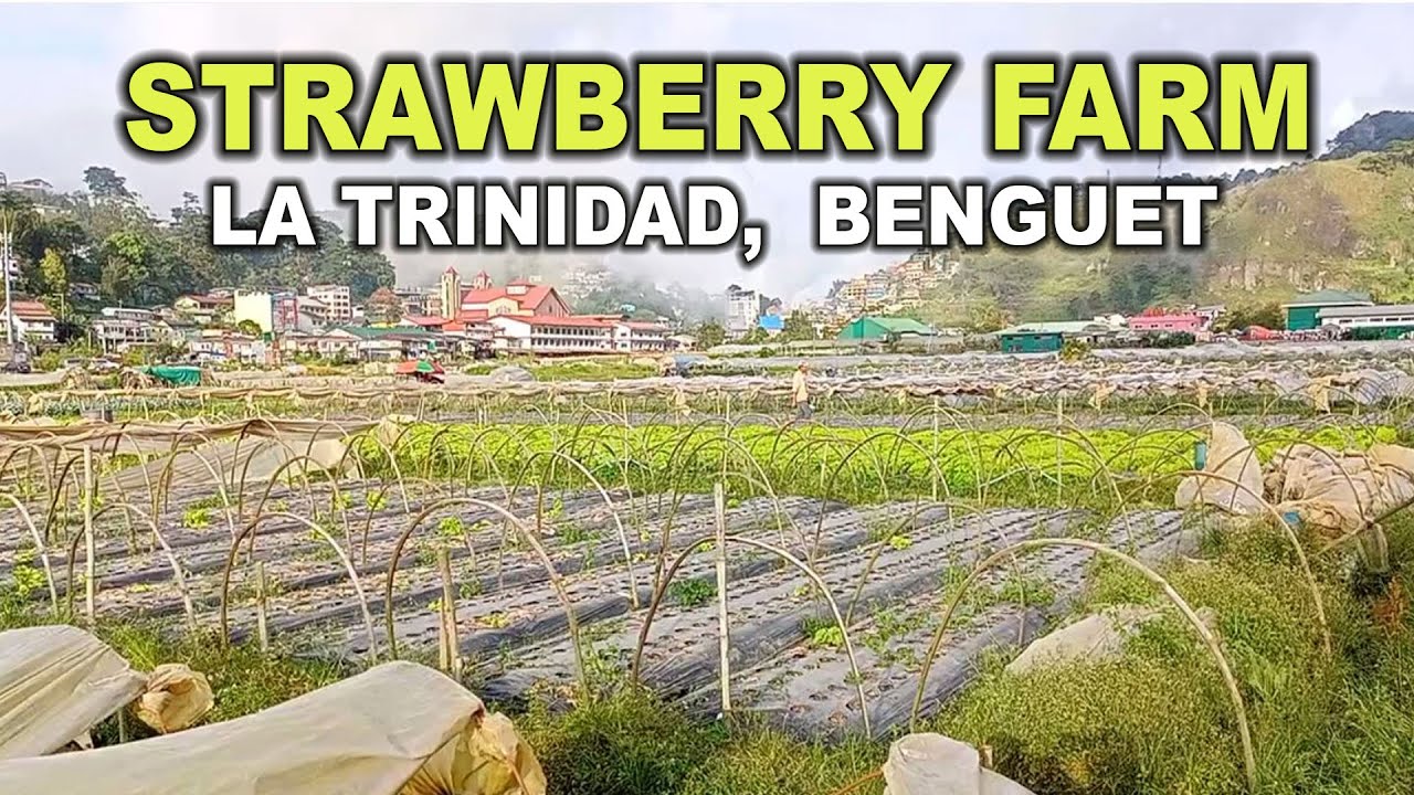 Strawberry Farm - La Trinidad - YouTube