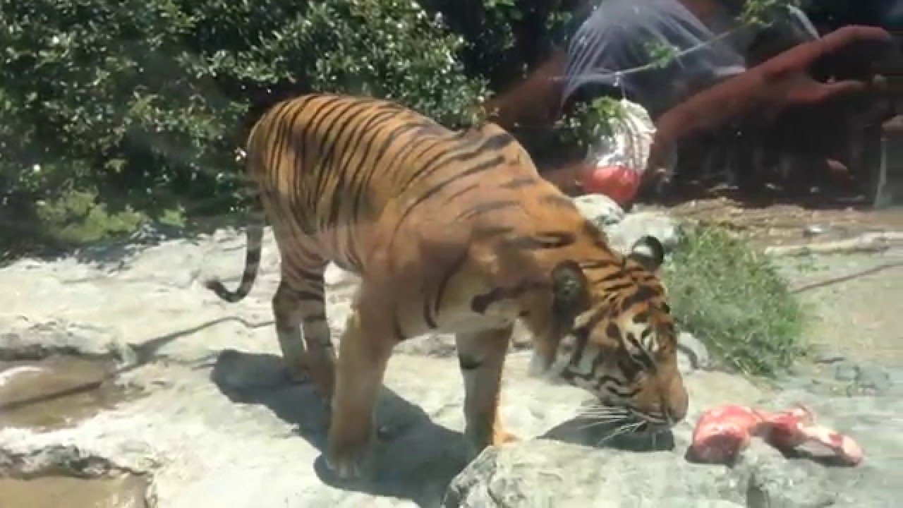 [IRL] - Auckland Zoo! - YouTube