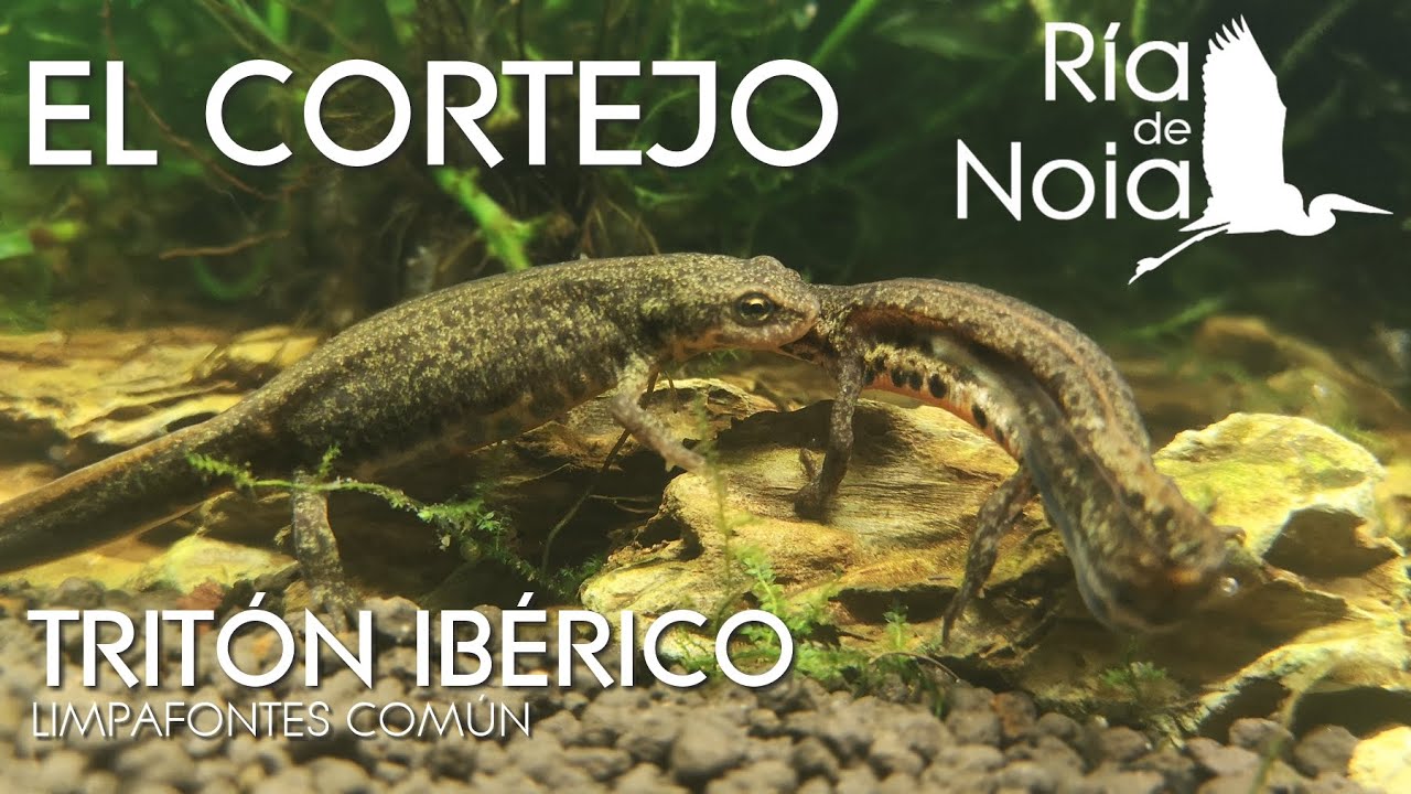 Aves insectívoras de los parques y jardines de la Ría de Noia. - Ría de ...