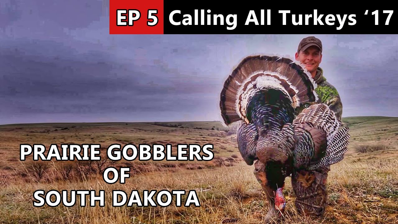 Hunting Public Land, Prairie Gobblers of South Dakota! - Calling All ...