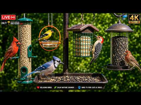 “🔴 LIVE 4K Bird Feeder Cam: Cardinals, Finches & Relaxing Nature Sounds”