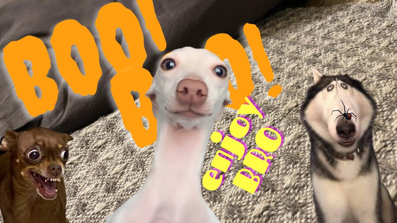 8 minutes of Crazy funny moments of our PETS _ dog _ Try not to smile ...