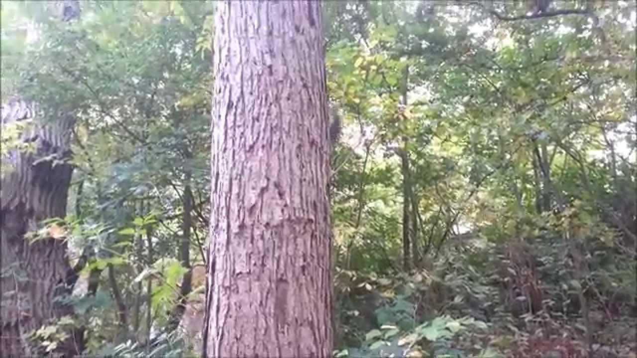 Squirrel at Stanley Park Blackpool - YouTube