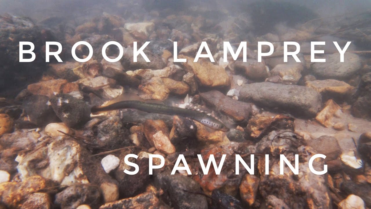 Native Lamprey Building a Redd (Nest) - Driftless Region - YouTube