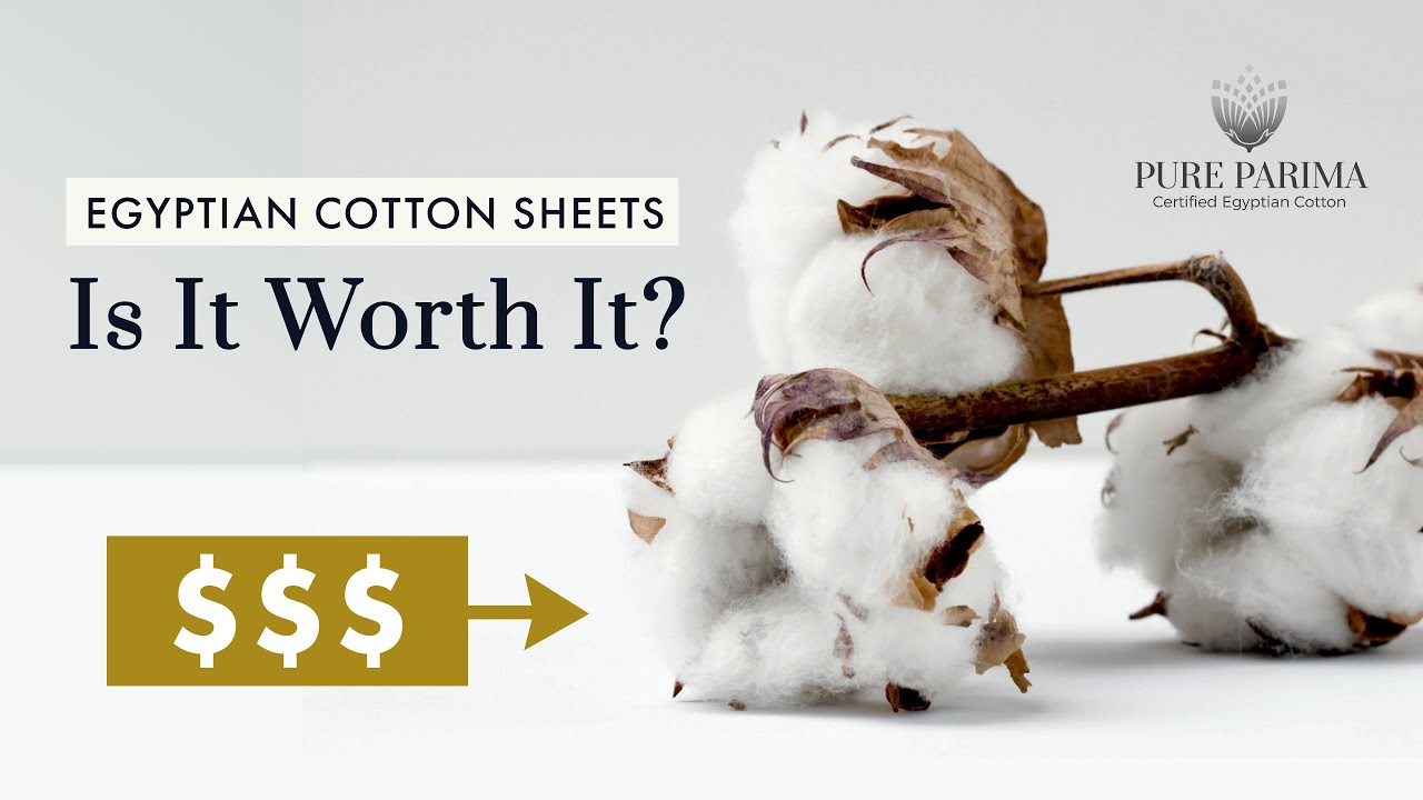 The Value Behind Egyptian Cotton | Is It Worth the Money? | PURE PARIMA ...