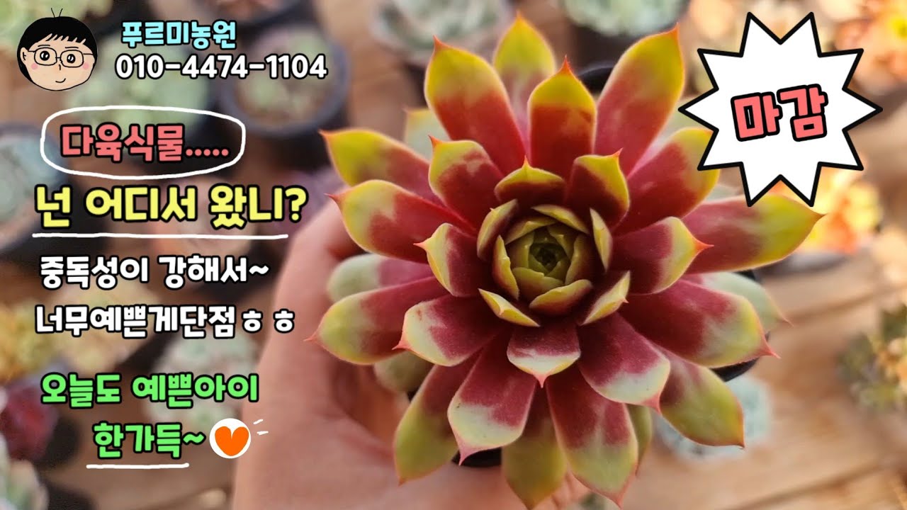 😍 예쁜 널~보면 기분이 좋아져요 ~푸르미다육다육판매다육식물다육키우기korean Succulent Plants 더위국민다육충북다육청주다육多肉植物핑크프리