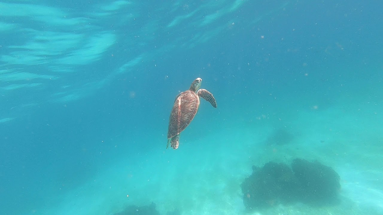 TURTLE AT BOHOL - YouTube