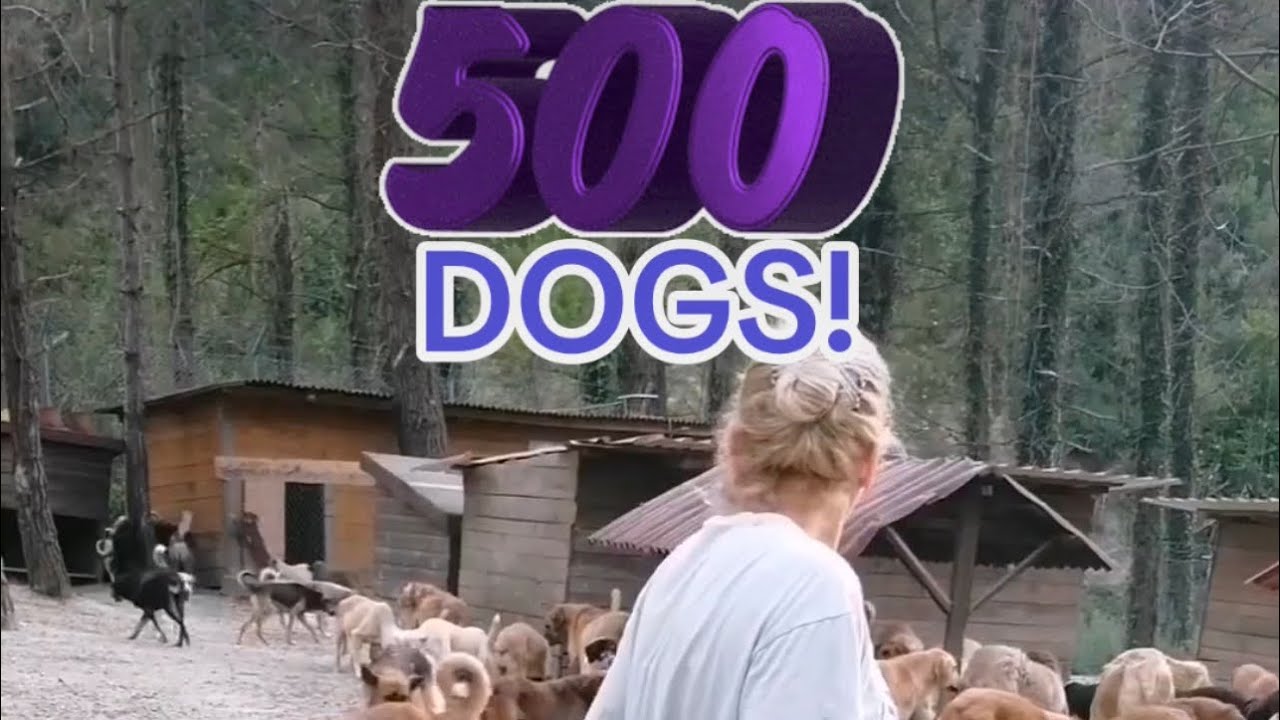 500 DOGS! 🐾 - YouTube