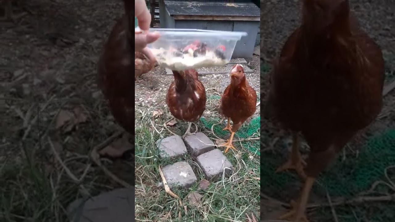 chicken abuse - YouTube