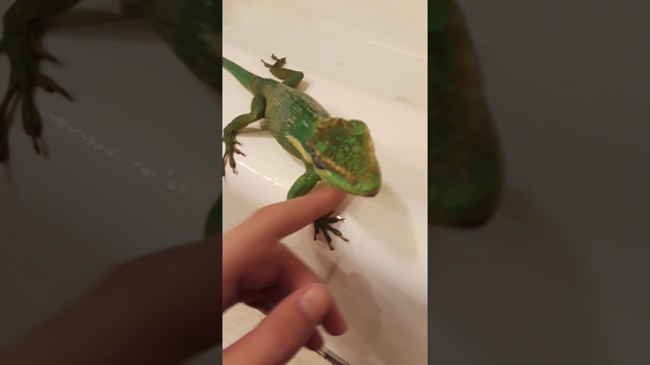 Giving my lizard a bath! - YouTube