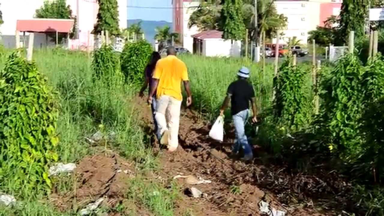 Ignames : création et séléction de nouvelles variétés - YouTube