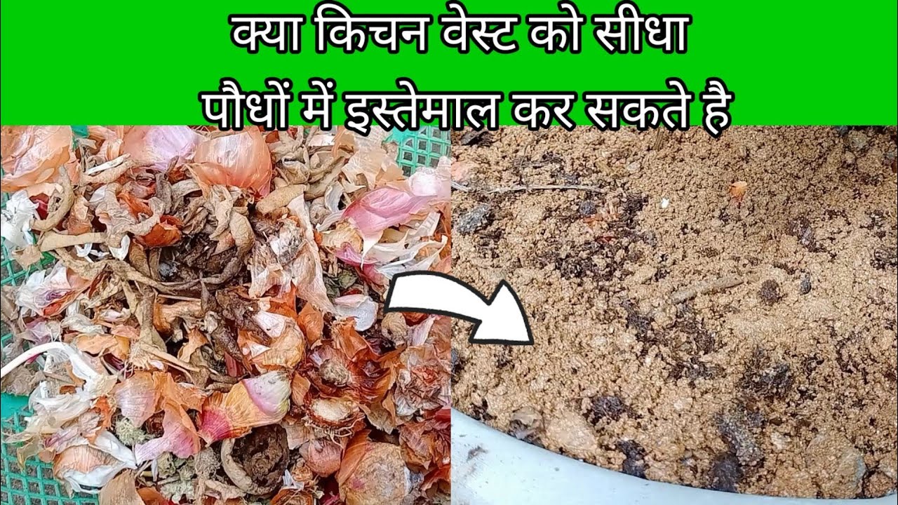क्या किचन वेस्ट को पौधों में सीधा इस्तेमाल कर सकते है|| use of kitchen ...