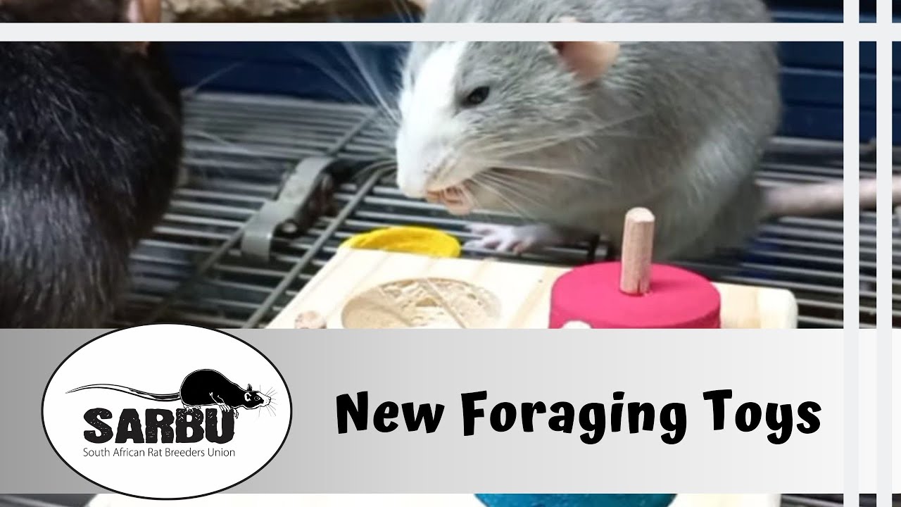 Foraging Toys by Rat Angels Rodent Rescue and Pet Things - YouTube