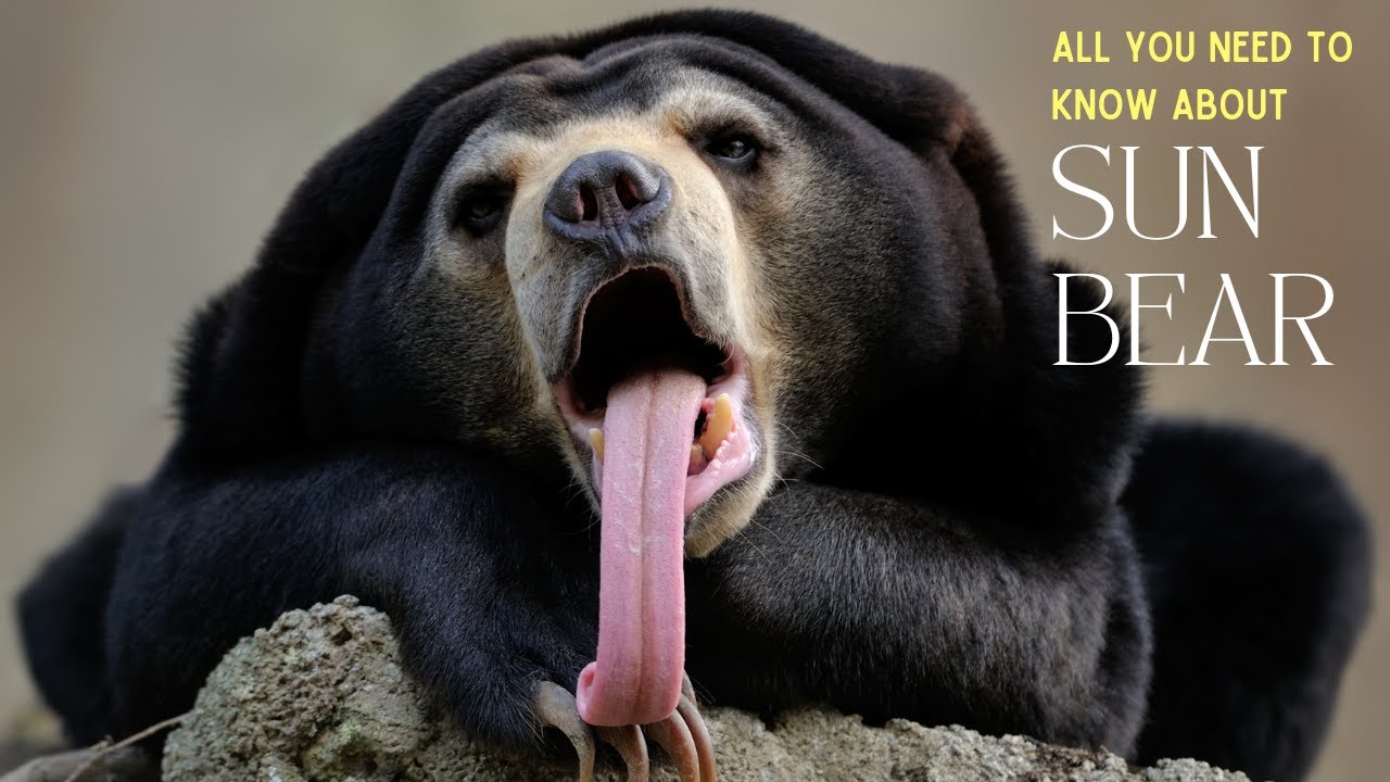 Sun Bear- All You Need to Know about the Honey Bear/ Sun Bear - YouTube