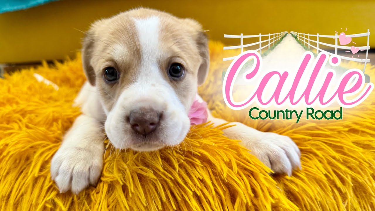 Callie Country Road will perk up your day with plenty of ear scratches ...