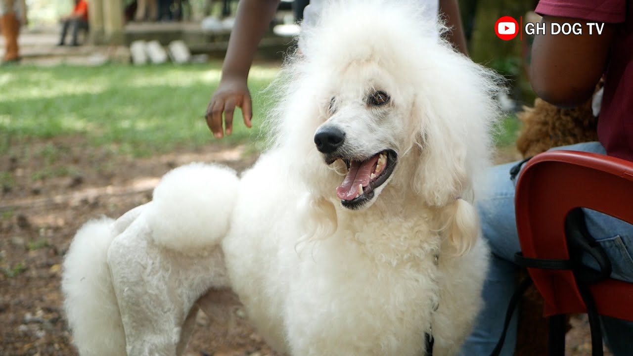 First ever Standard Poodle receives attention at his first Dog Show in ...