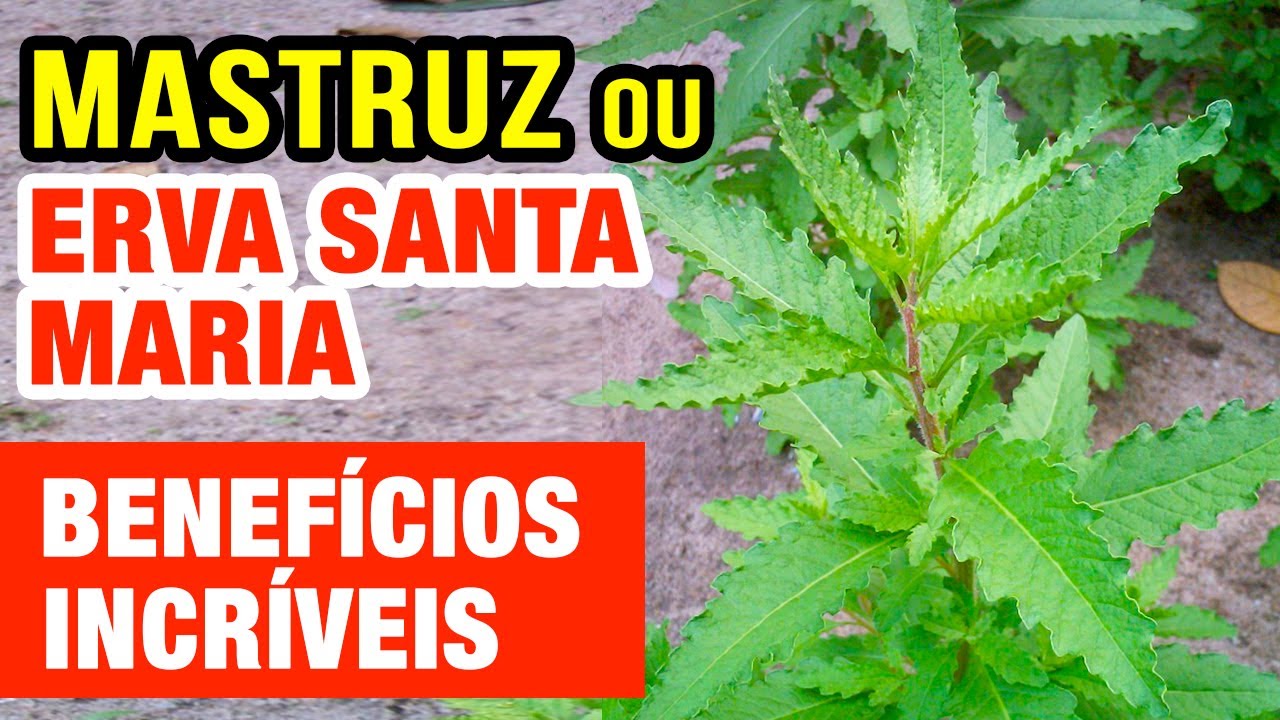 Erva de Santa Maria ou Mastruz: Antiviral, Vermes, Dores e Mais - Como ...