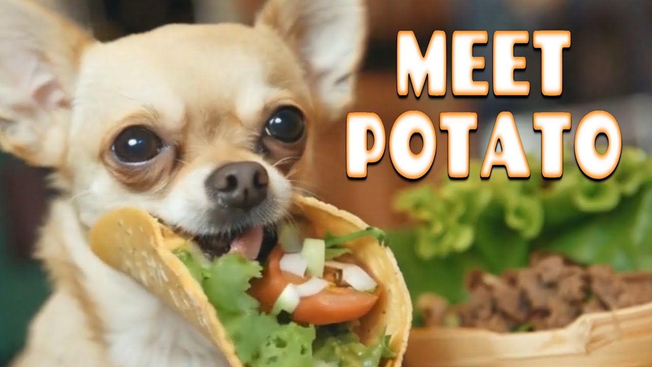 Potato the Dog - An A.I. Generated Music Video - YouTube