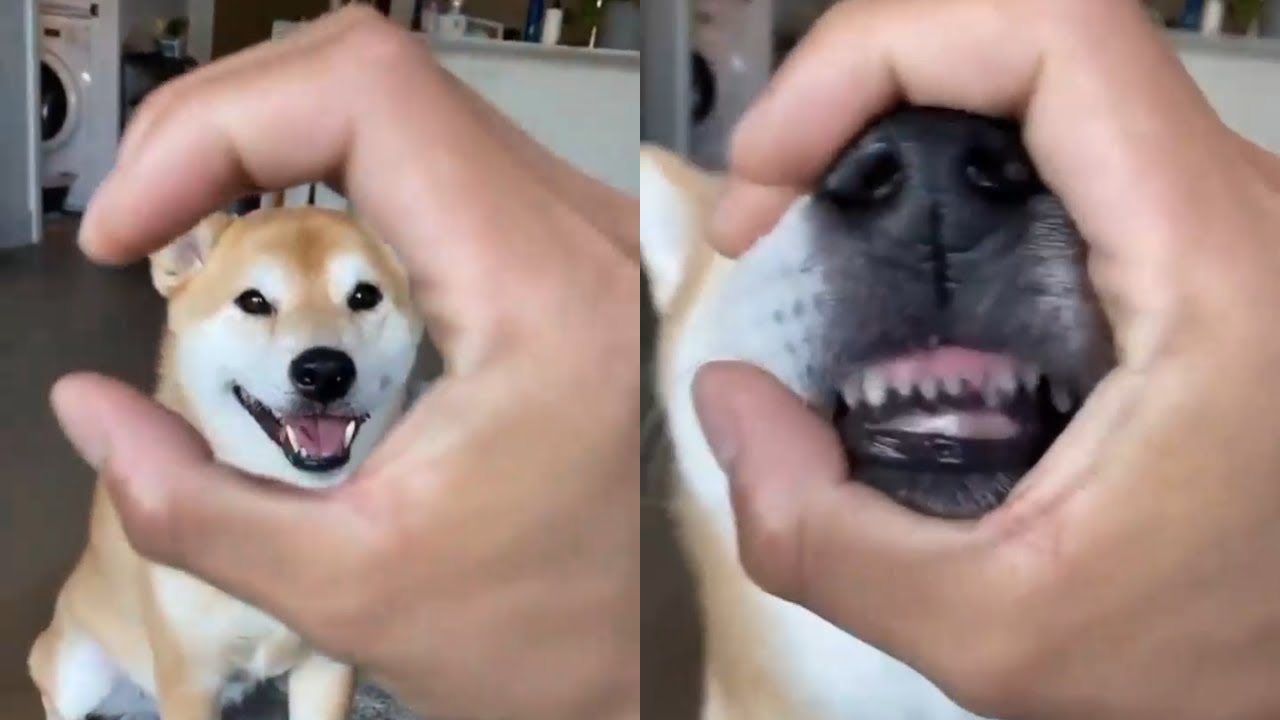 🐶 Funny dog reaction 🔥| Part 1️⃣ Paw Party 😂 - YouTube