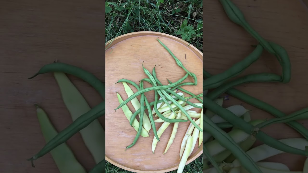 Picking your own beans in very satisfying - YouTube
