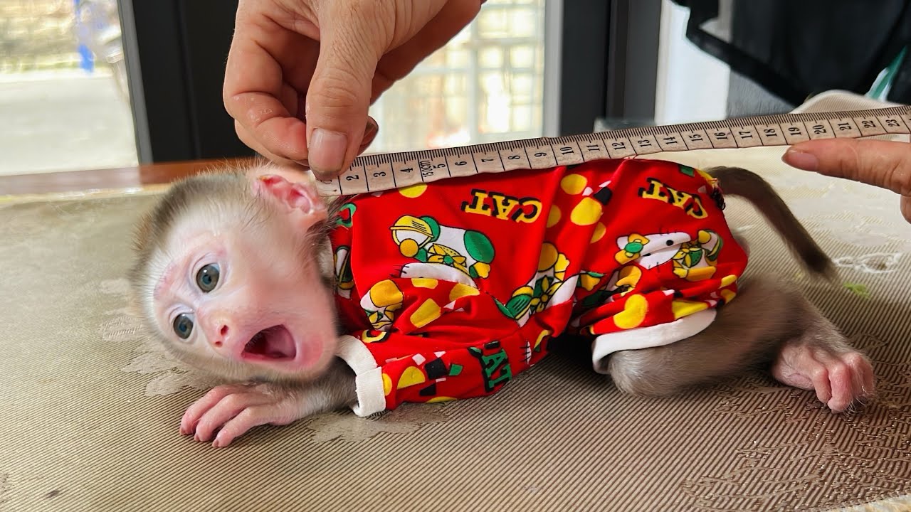 Today mom took baby monkey Tina to get new clothes. - YouTube