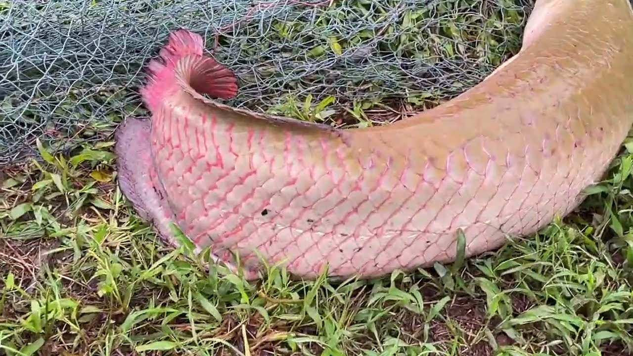 Hunting The World's Largest River Monsters Giant Arapaima! - YouTube
