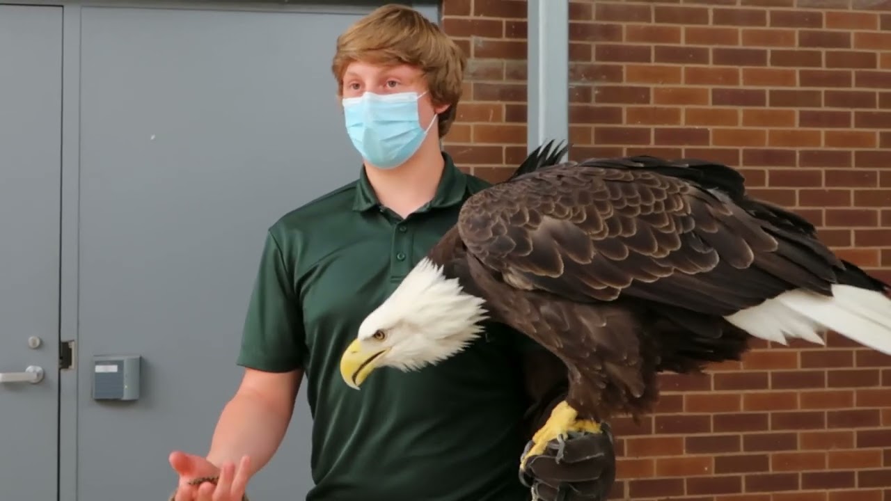 I Got To See A Bald Eagle & Owl Feeding At The Gabbert Raptor Center In ...