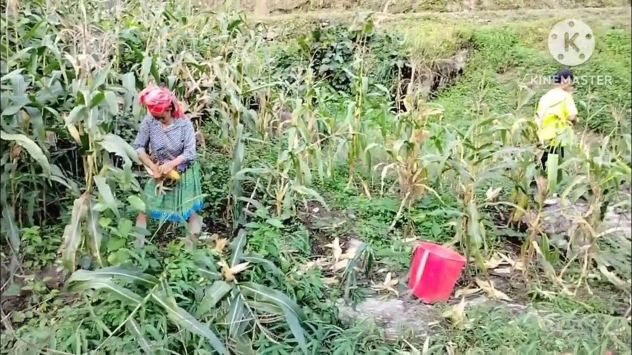 hnub no peb mus ua liaj nawb 29/6/2024 - YouTube