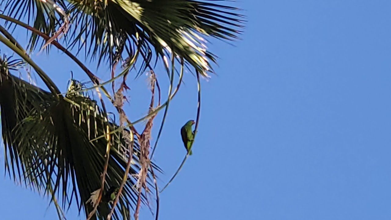 Pasadena Parrots 🦜 In The Morning 🦜 - YouTube