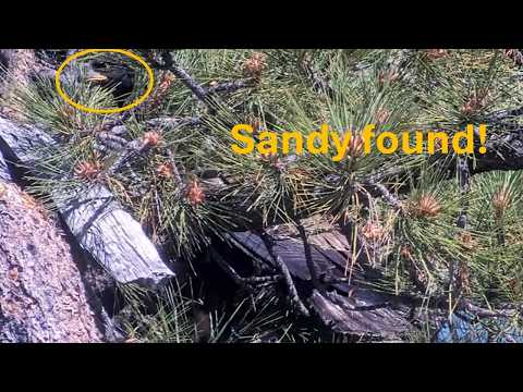 FOBBVCAM Eagles🦅SANDY FOUND! 🎉 Food Delivered to Simba Tree and Headless Tree Rock🎏 2026 Jun 29