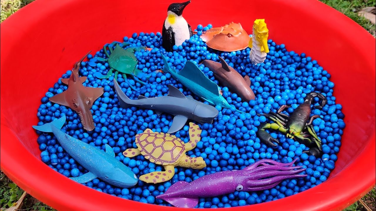 Early development different types of sharks, whales, sea turtles ...