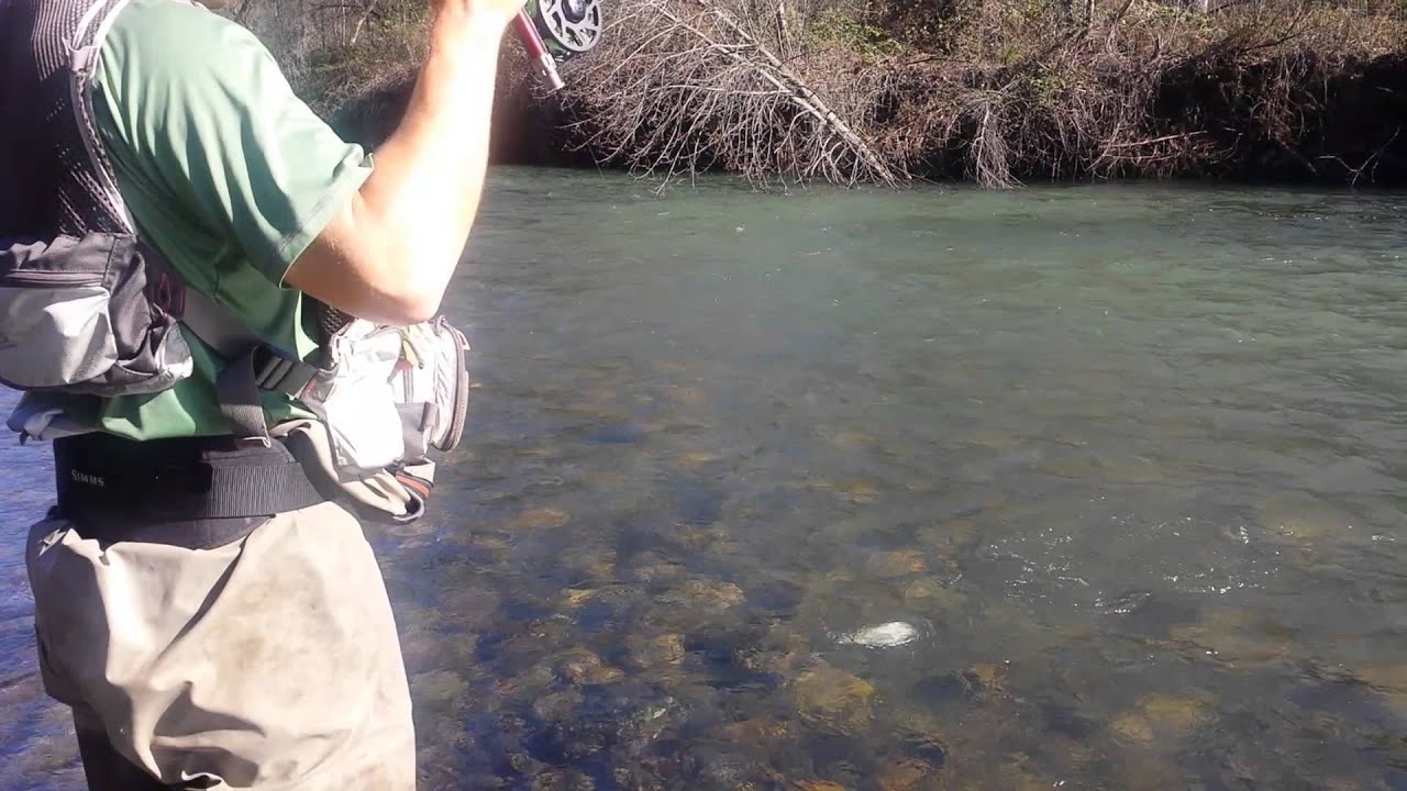 Trinity river hatchery half pounder - YouTube