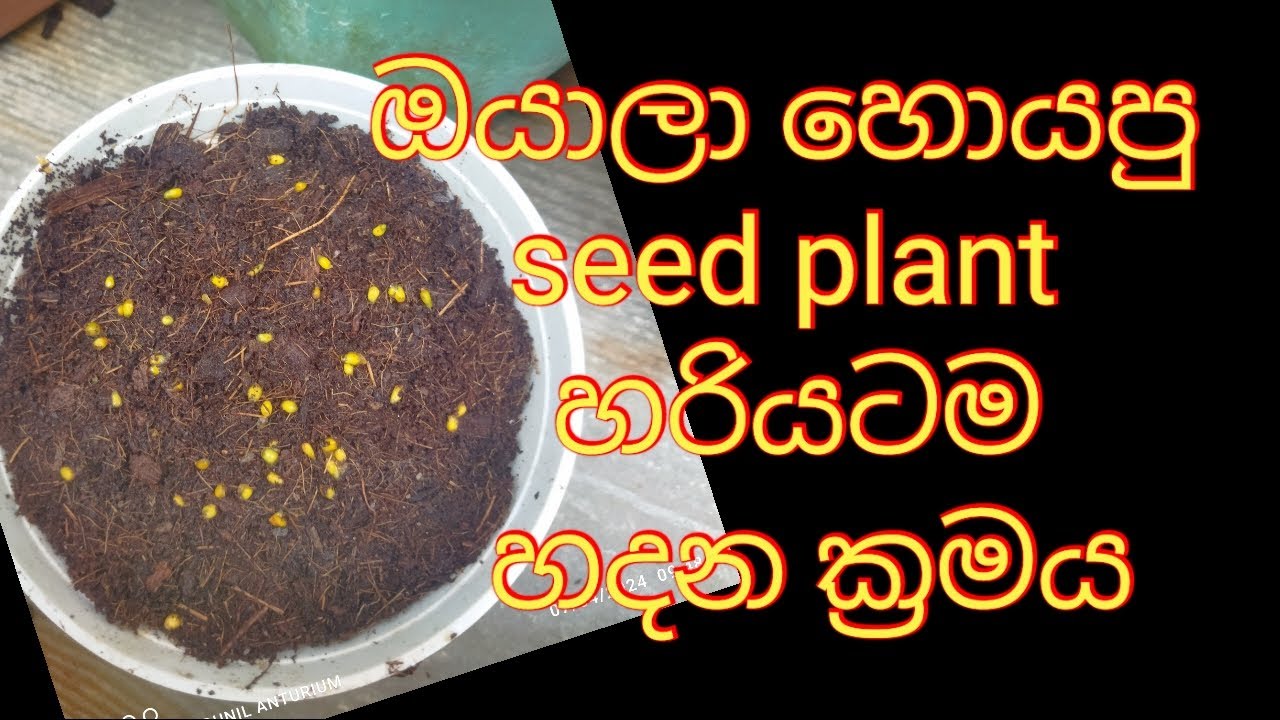 පහසුවෙන් seed plant හදන video එක මෙන්න..0774786563 - YouTube