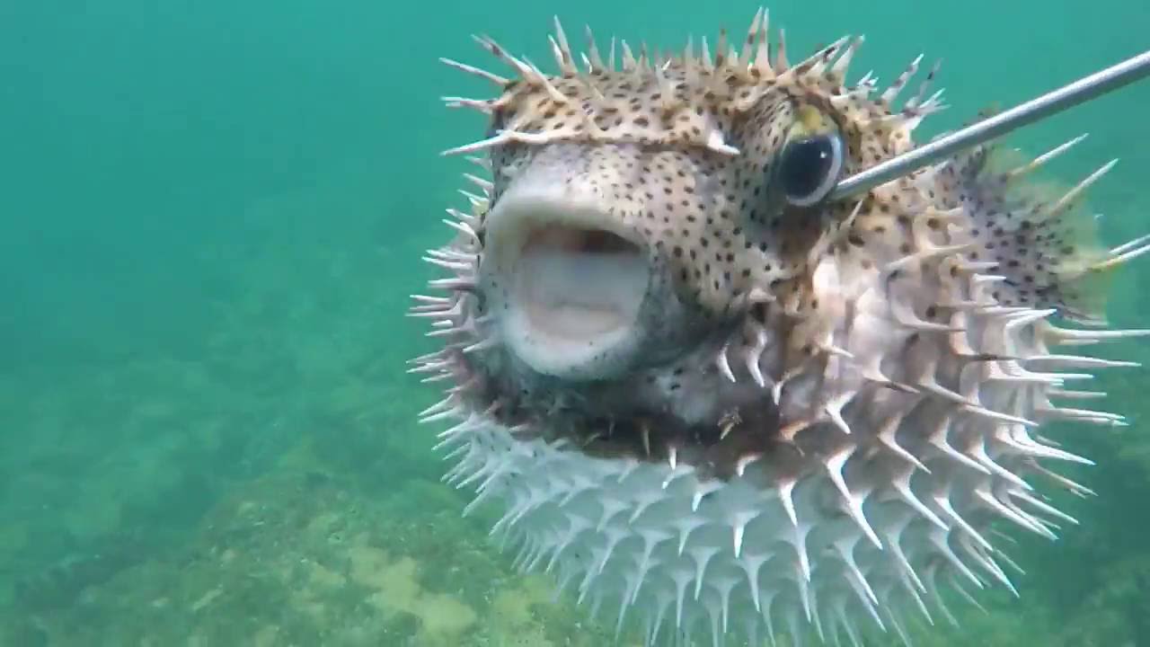 pufferfish spearfishing cape verde - YouTube