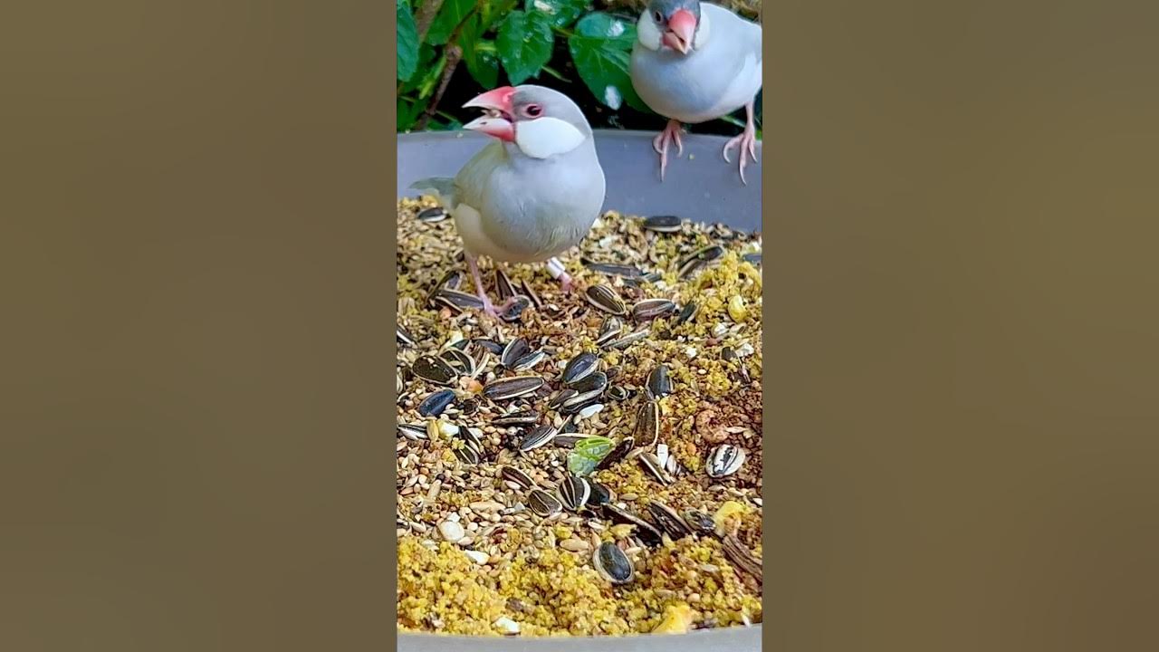 Silver Java Sparrow | Padda Bird | Java Finch | Aviary Birds - YouTube