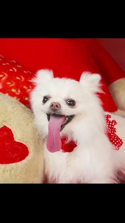 Мой любимый щенок - YouTube