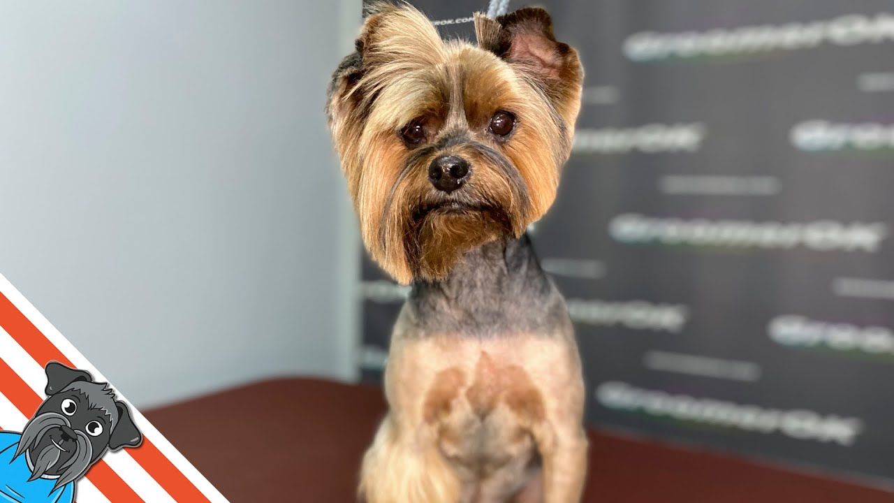 Mastering Yorkshire Terrier Grooming | Unleashing Style and Elegance ...