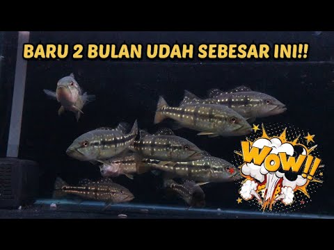 PBASS PINIMA HANYA BUTUH WAKTU 2 BULAN UNTUK MENCAPAI SIZE 14 cm ...