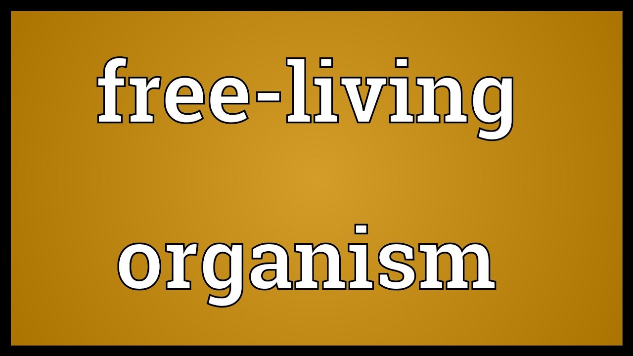 Free living Organism Meaning YouTube