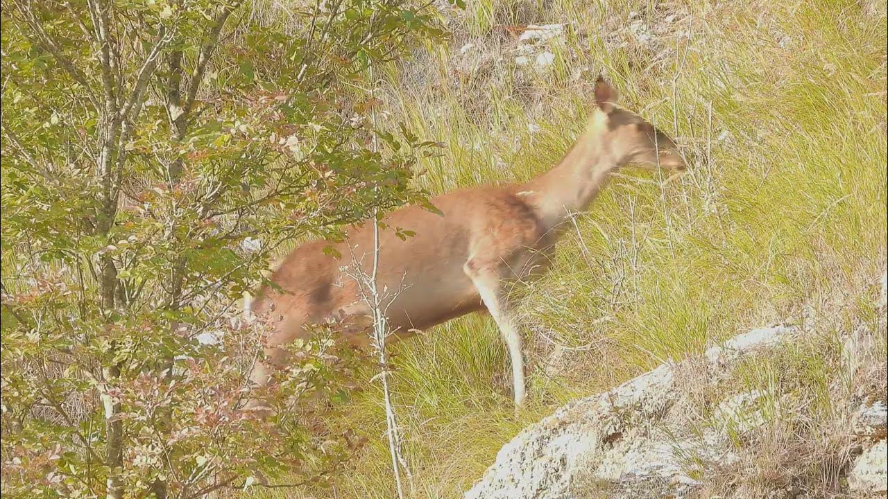 Il piccolo Cervo, gioca con mamma ( dedicato a Riky e a Francy ) - YouTube