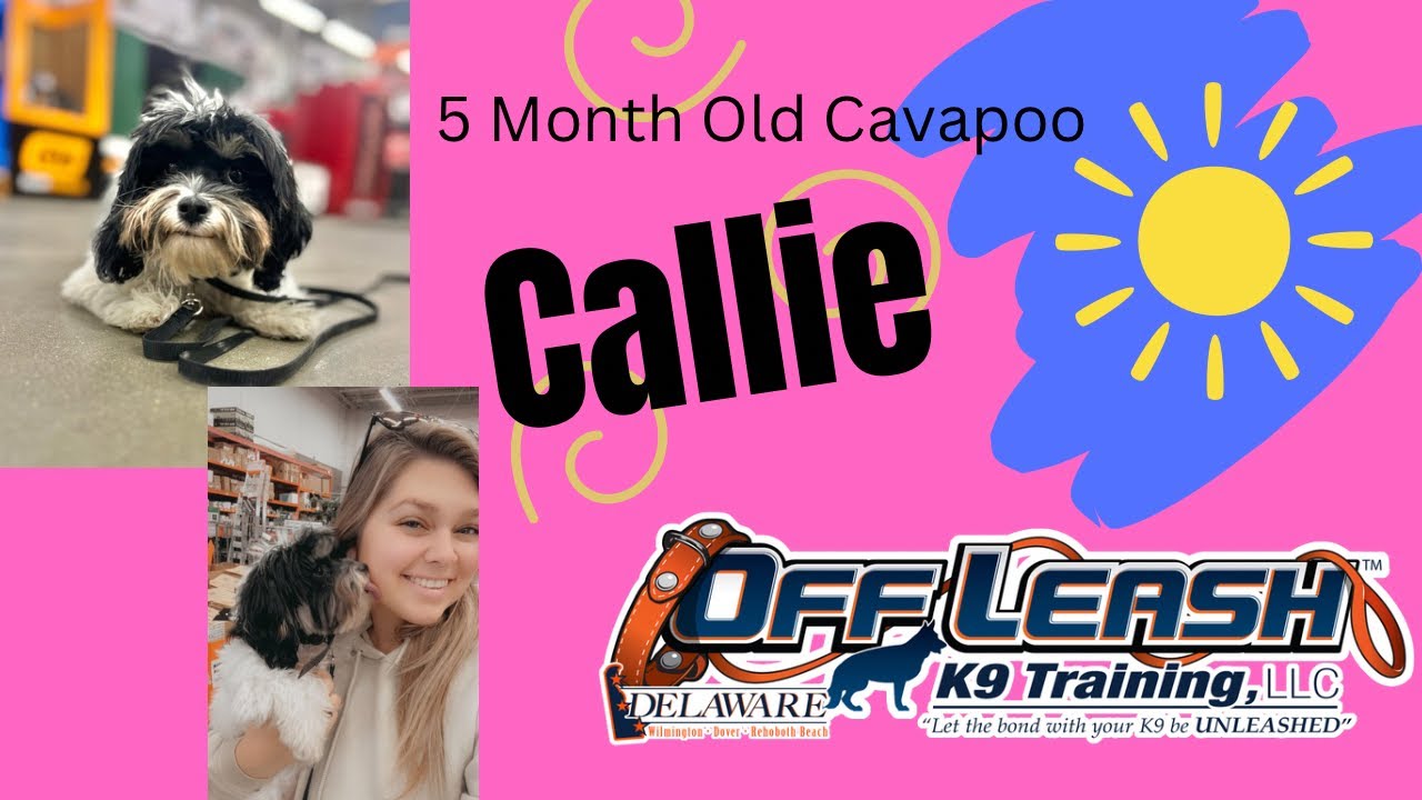 5mo Cavapoo (Callie) | Board & Train | Off Leash K9 Training Delaware ...