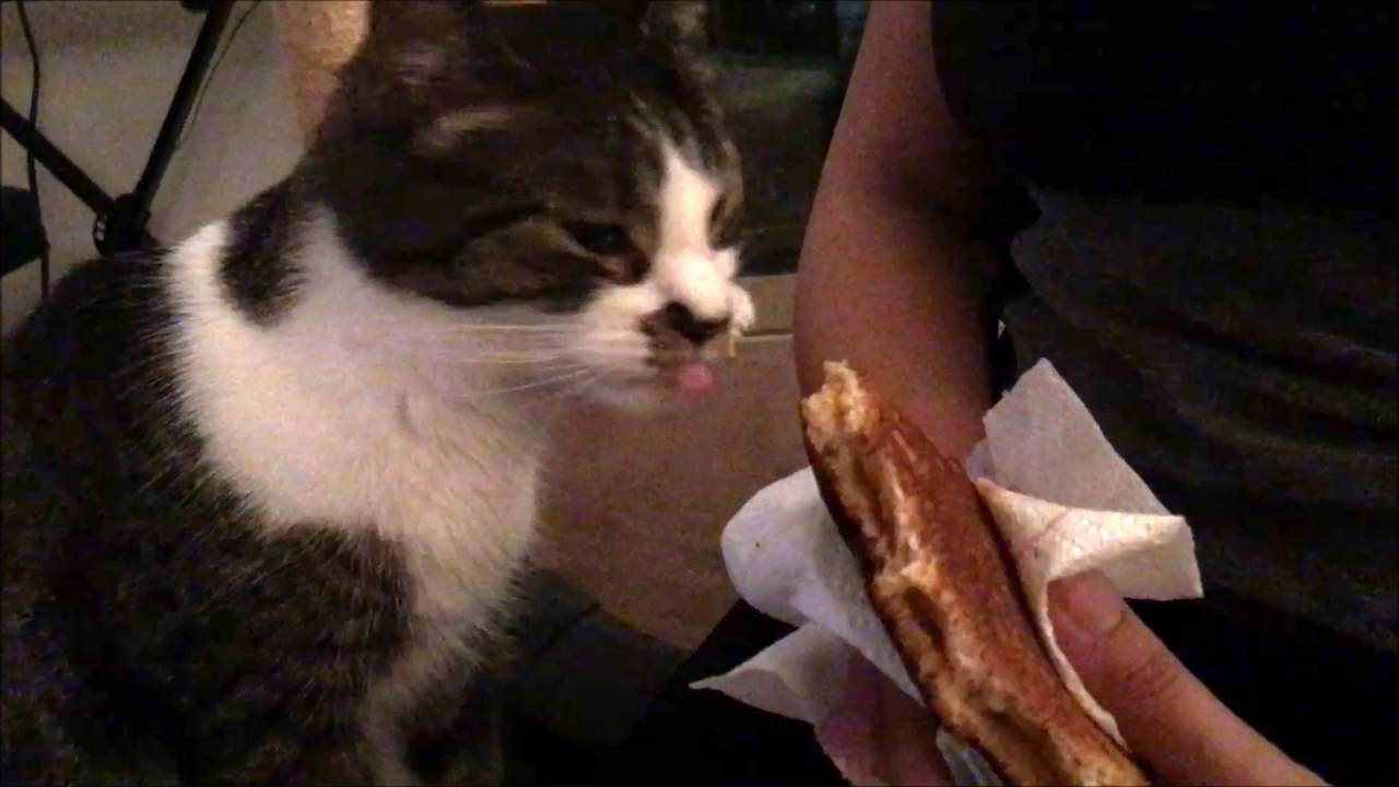 Cat eats grilled cheese - YouTube